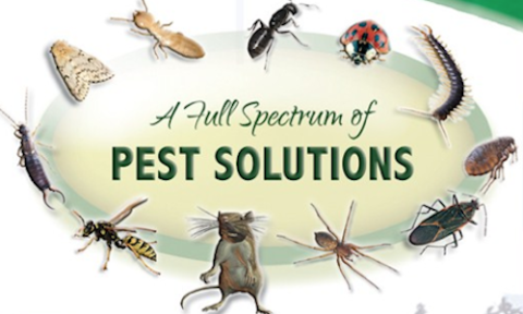 Pest Control Chestfield | Kent Pest Control | Pest Control Company in Kent